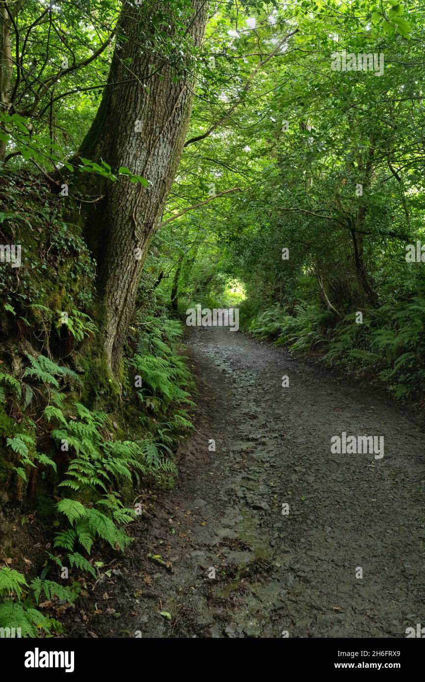 A green lane, Devon Stock Photo - Alamy