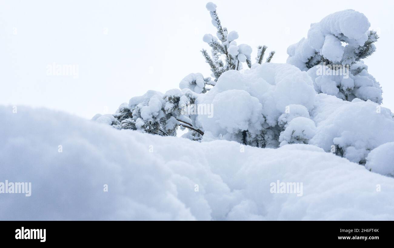 Spruce covered in snow Stock Photo - Alamy