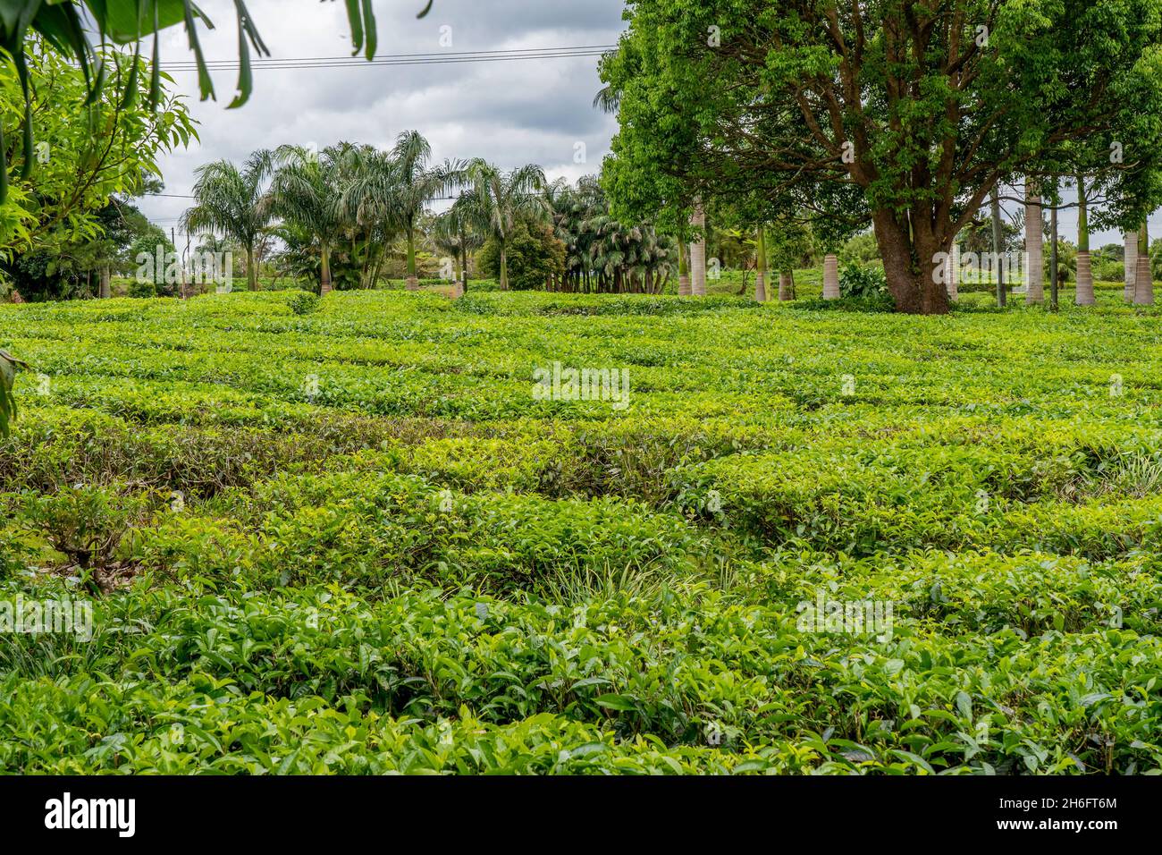 Green tea plantations high in the mountains in Mauritius. High quality ...