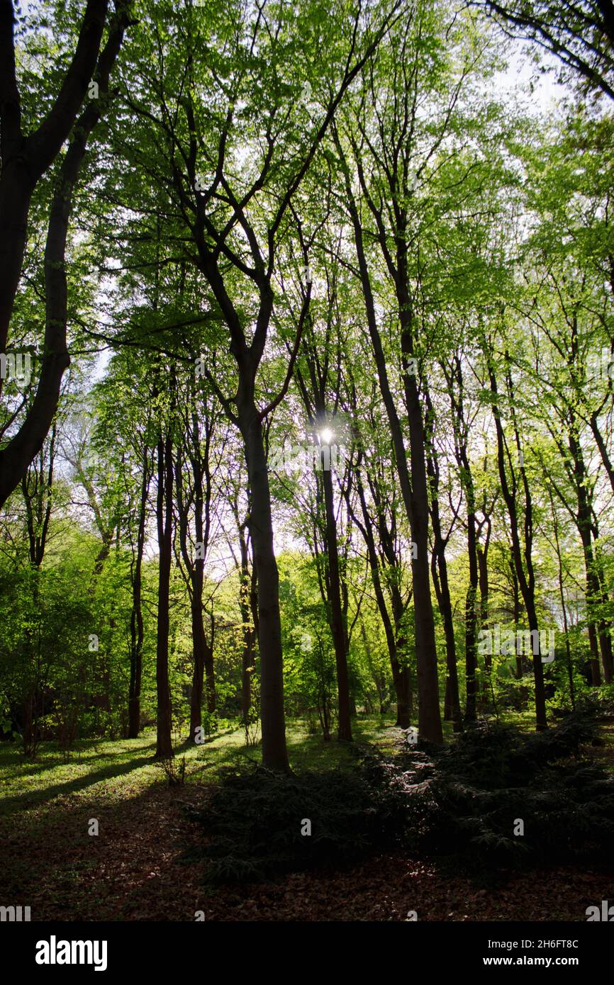 Beautiful view of tall trees in a forest in the sunlight Stock Photo ...