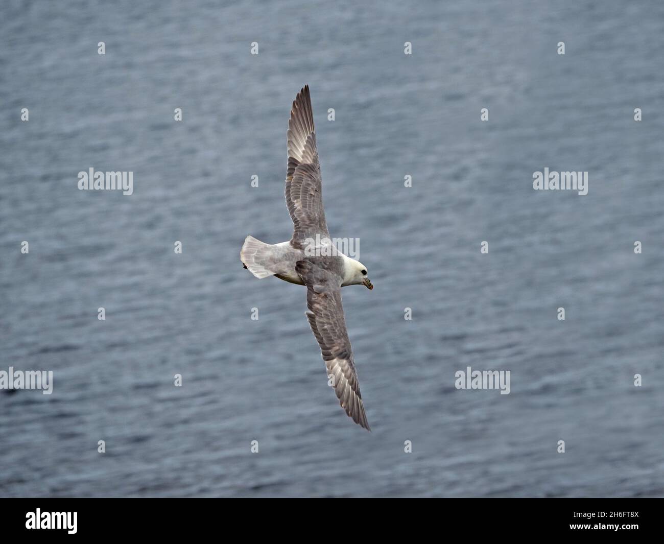 single Northern Fulmar, fulmar, or Arctic fulmar (Fulmarus glacialis ...
