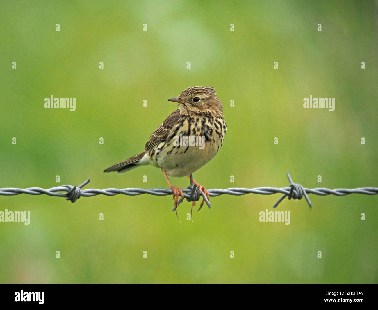 Elongated hind claw hi-res stock photography and images - Alamy