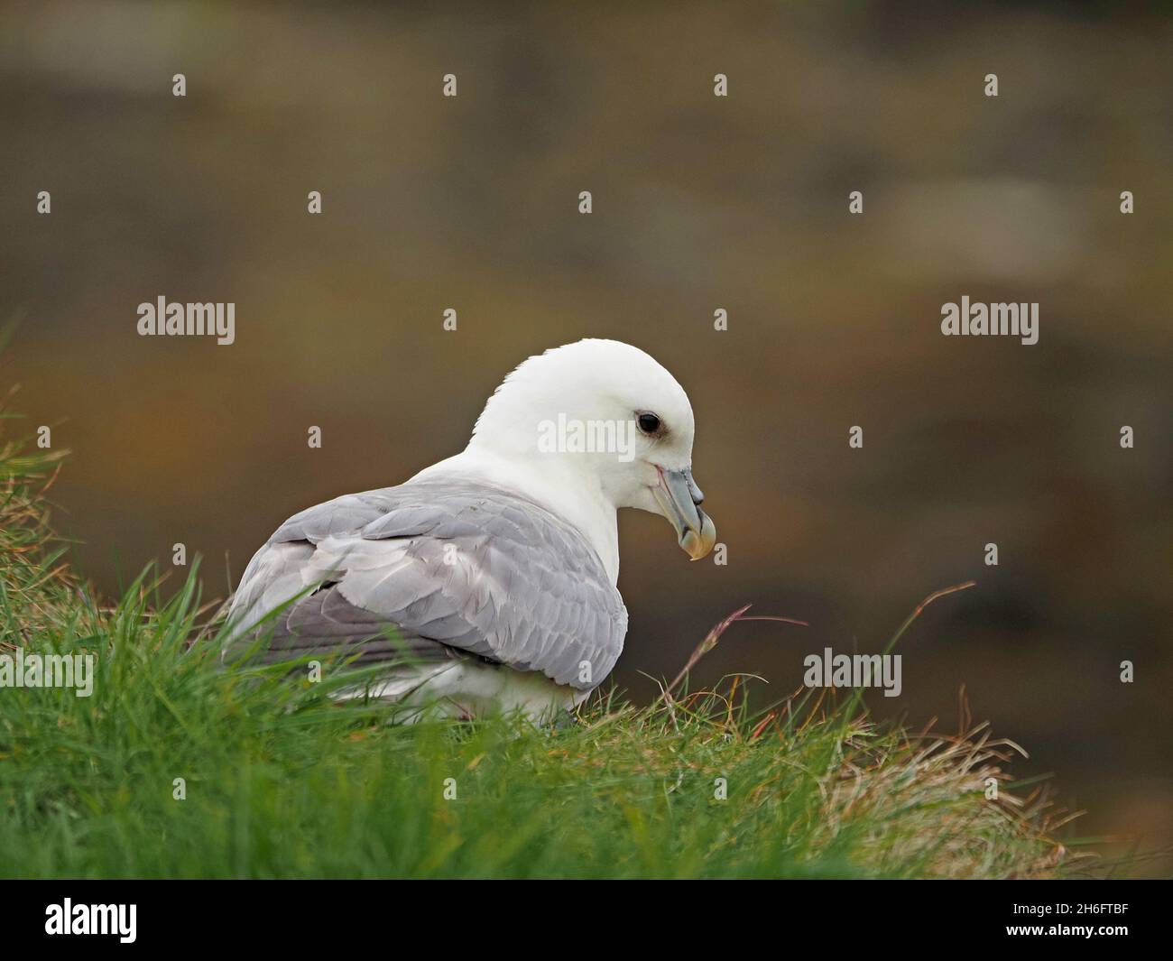 single Northern Fulmar, fulmar, or Arctic fulmar (Fulmarus glacialis ...