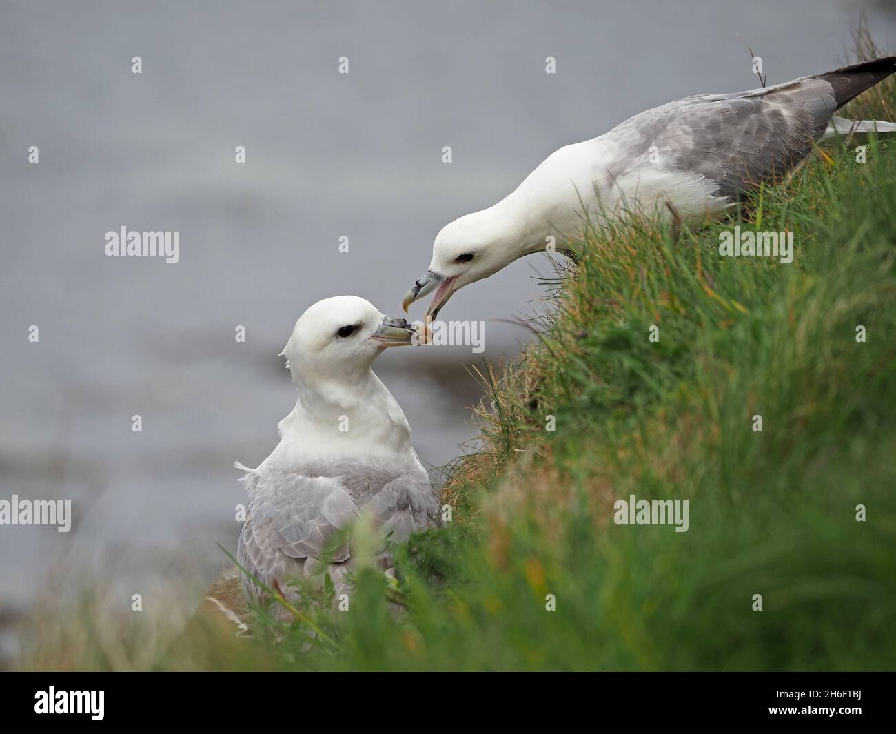 Two, 2 Northern Fulmars, aka fulmar, or Arctic fulmar (Fulmarus ...