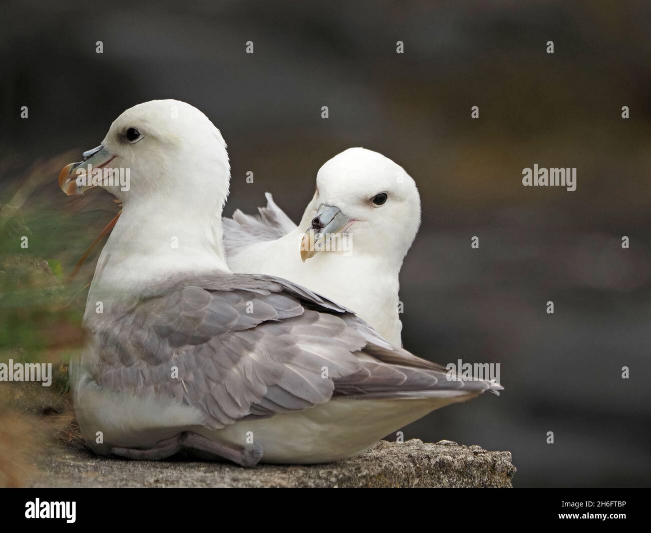 Two, 2 Northern Fulmars, aka fulmar, or Arctic fulmar (Fulmarus ...