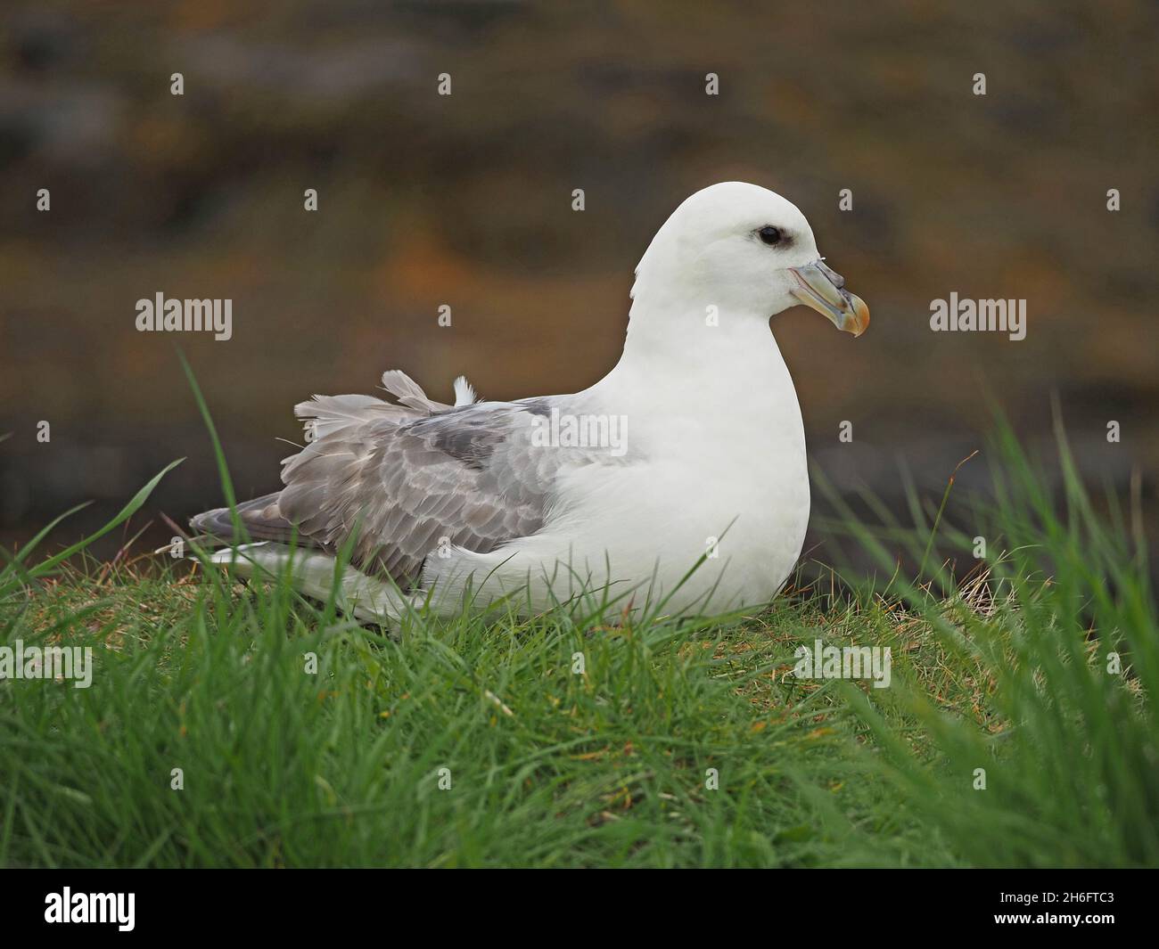 single Northern Fulmar, fulmar, or Arctic fulmar (Fulmarus glacialis ...