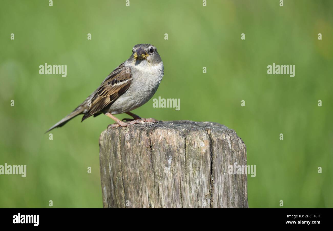 Female House Sparrow With Food In Its Beak Stock Photo - Alamy