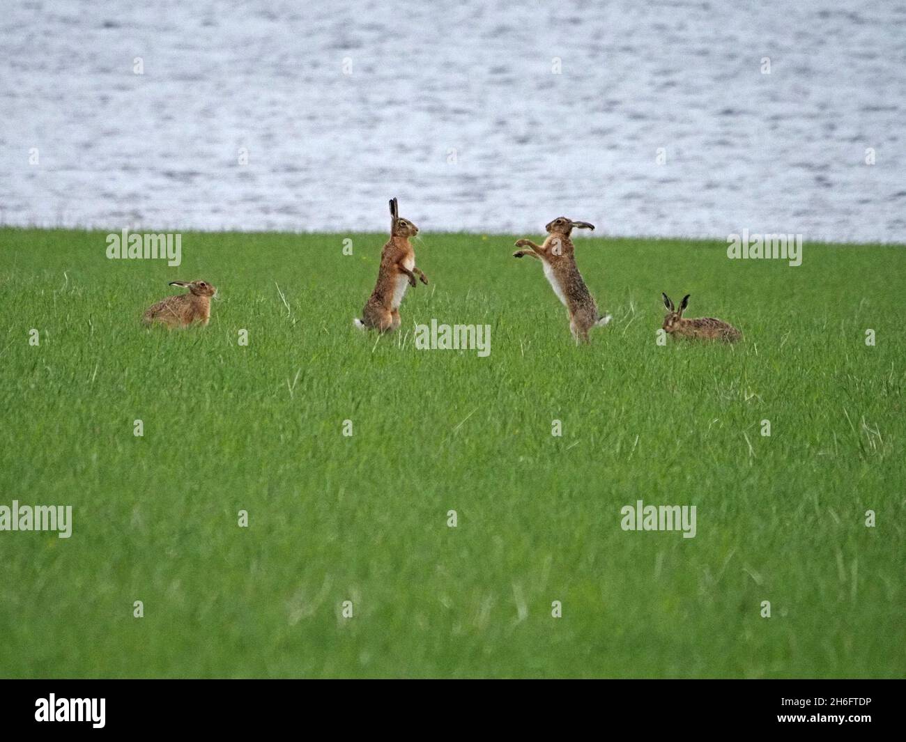 two upright boxing Brown Hares (Lepus europaeus) European hare watched ...
