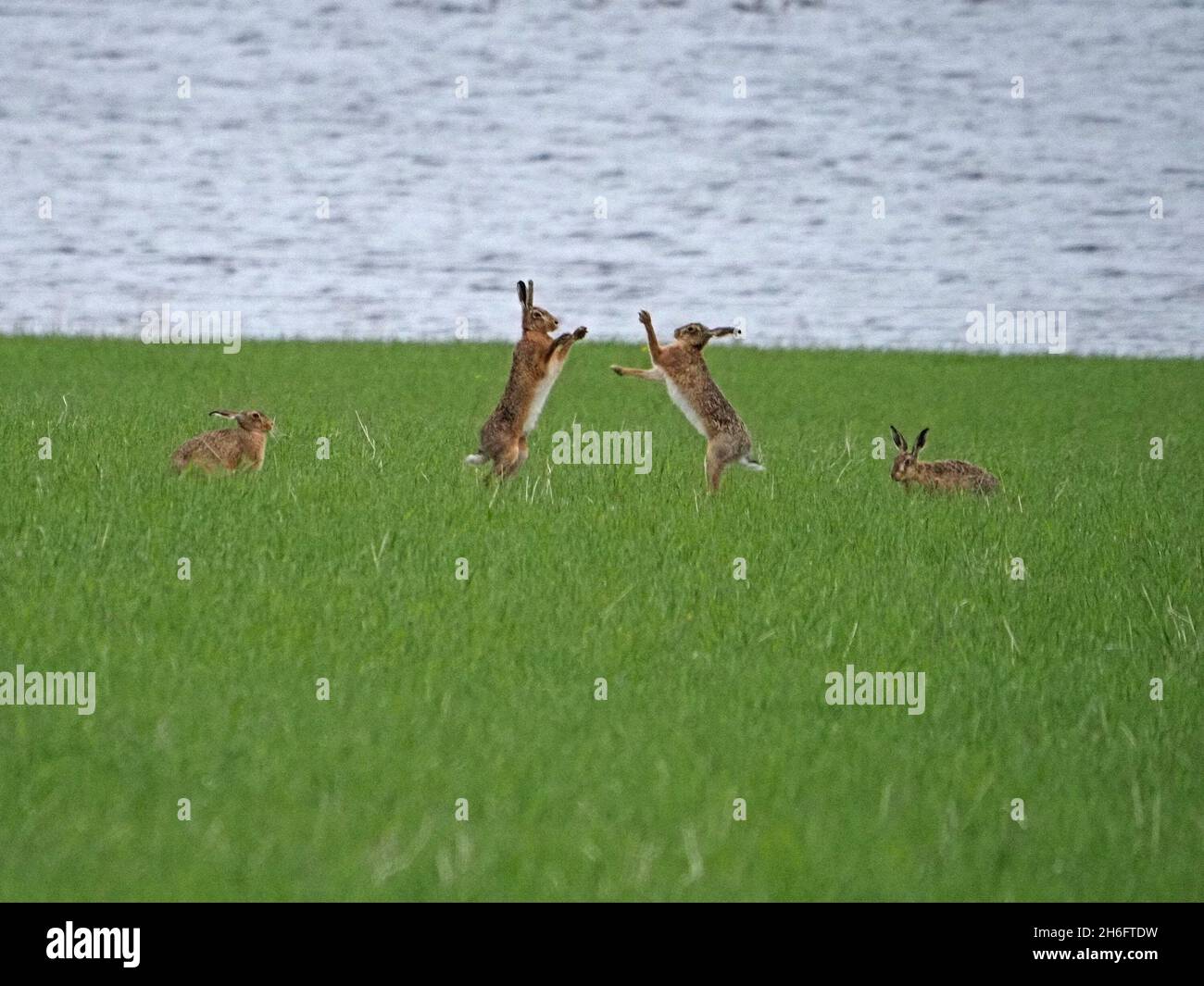 two upright boxing Brown Hares (Lepus europaeus) European hare watched ...