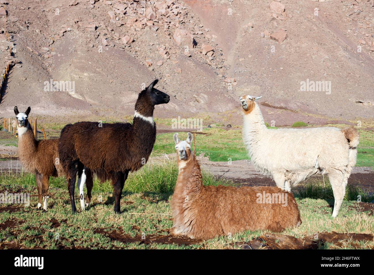 Alpacas at the Taira community in the Atacama Desert, Chile Stock Photo ...