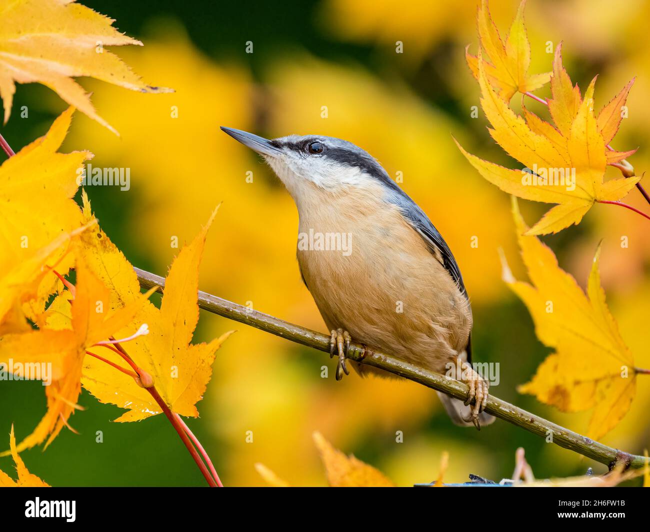 Welsh woodland birds hi-res stock photography and images - Alamy