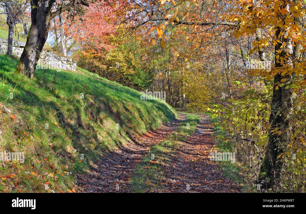 path covering with falled leaf crossing alpine forest in autumn Stock ...