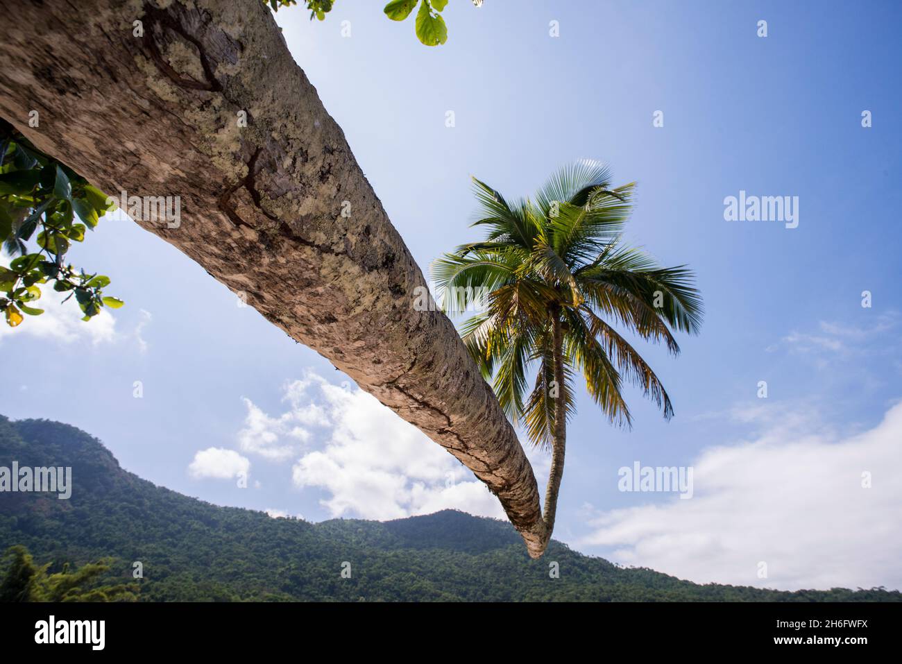 Palm tree, Brazilian Island, Beach. White sand and blue sky. Lifestyle ...