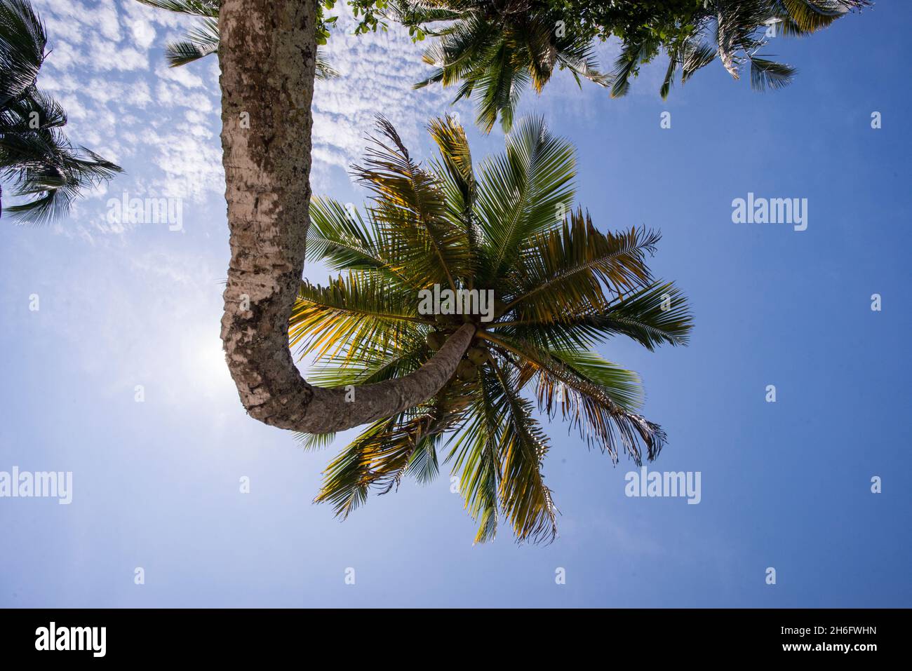 Palm tree, Brazilian Island, Beach. White sand and blue sky. Lifestyle ...