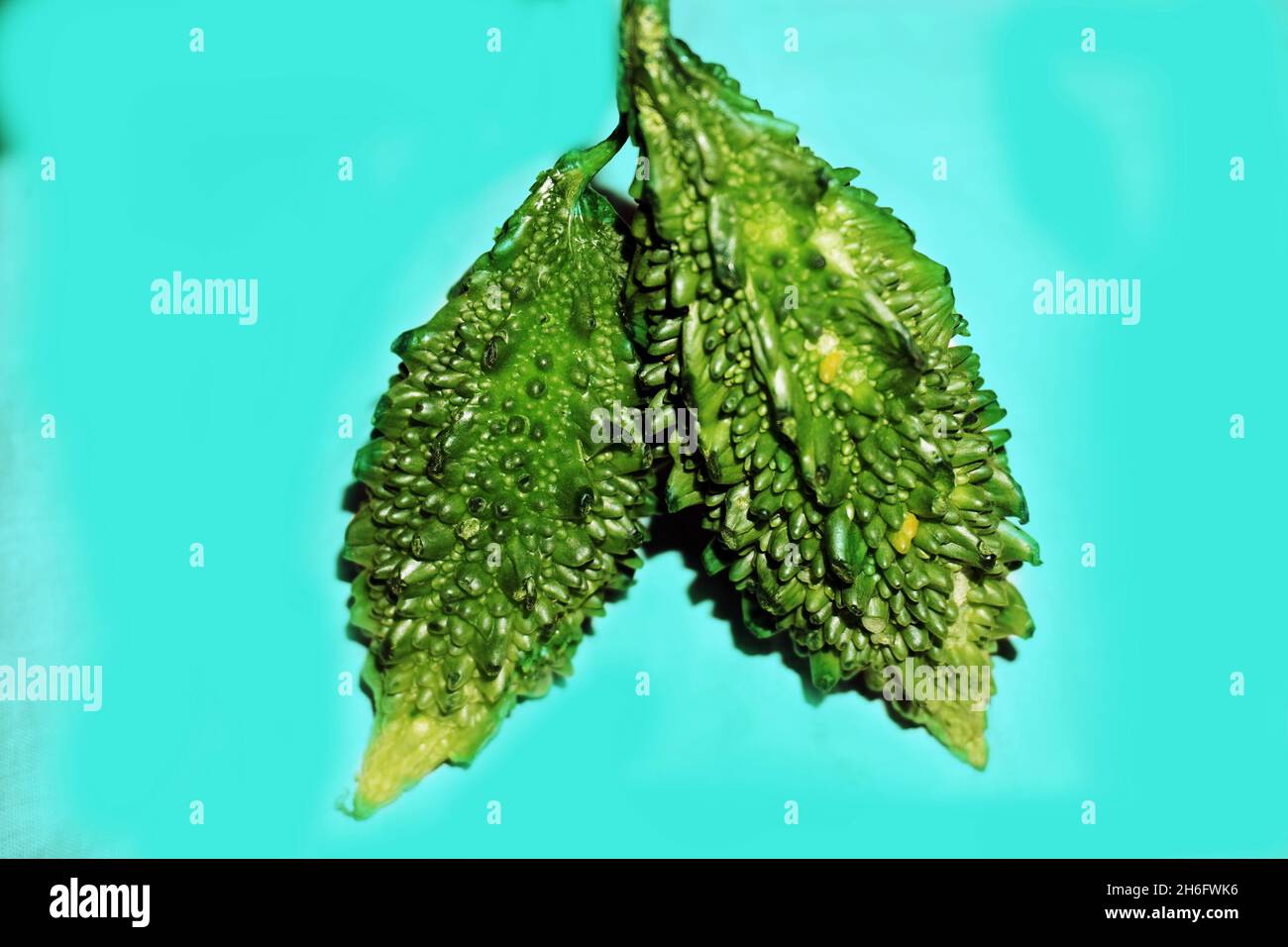 Close-up view of bitter melon, also called bitter apple, bitter gourd ...