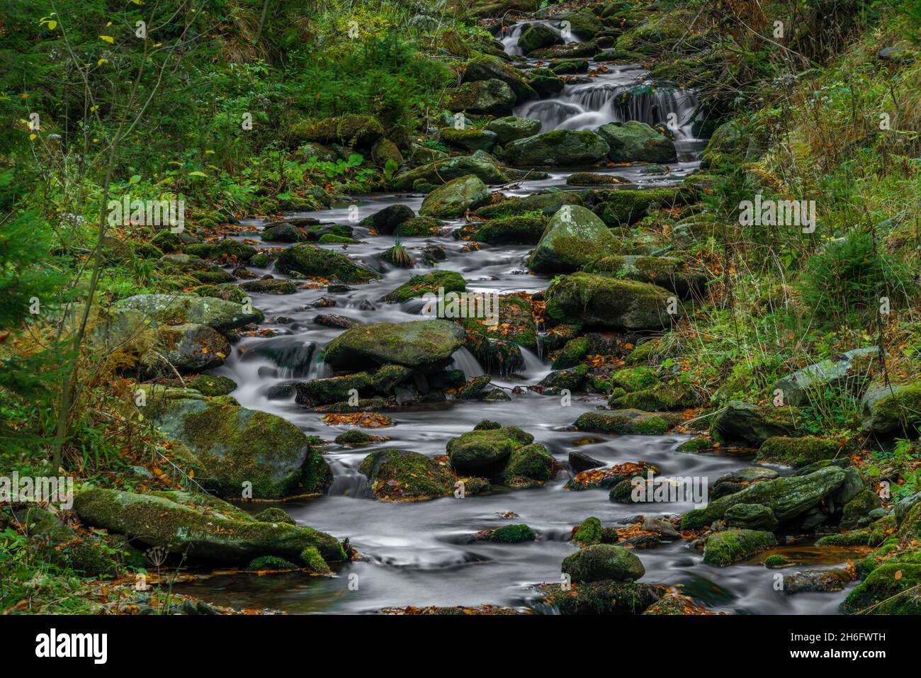 Sumny and Bily creek in autumn wet morning in Jeseniky mountains Stock ...