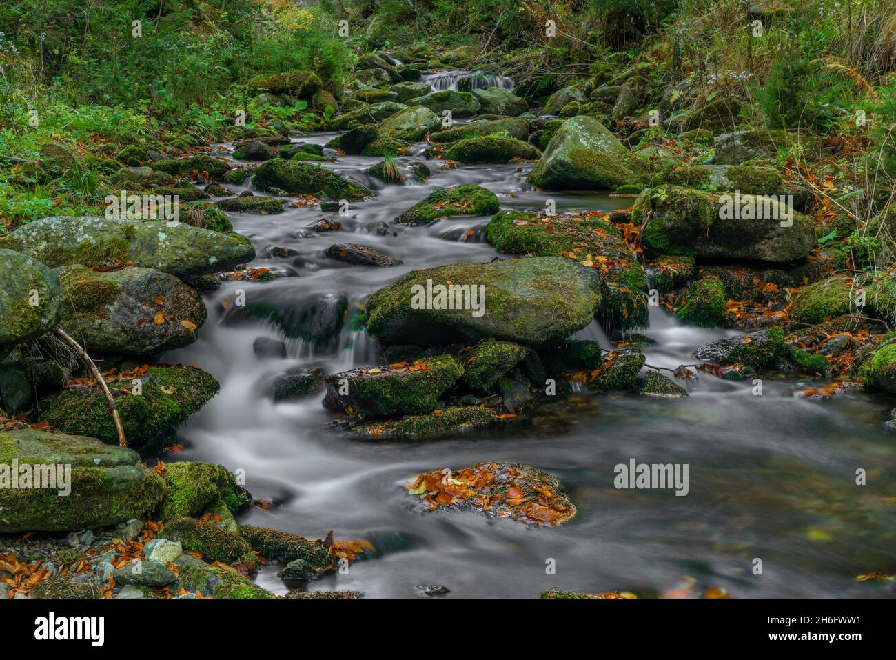 Sumny and Bily creek in autumn wet morning in Jeseniky mountains Stock ...