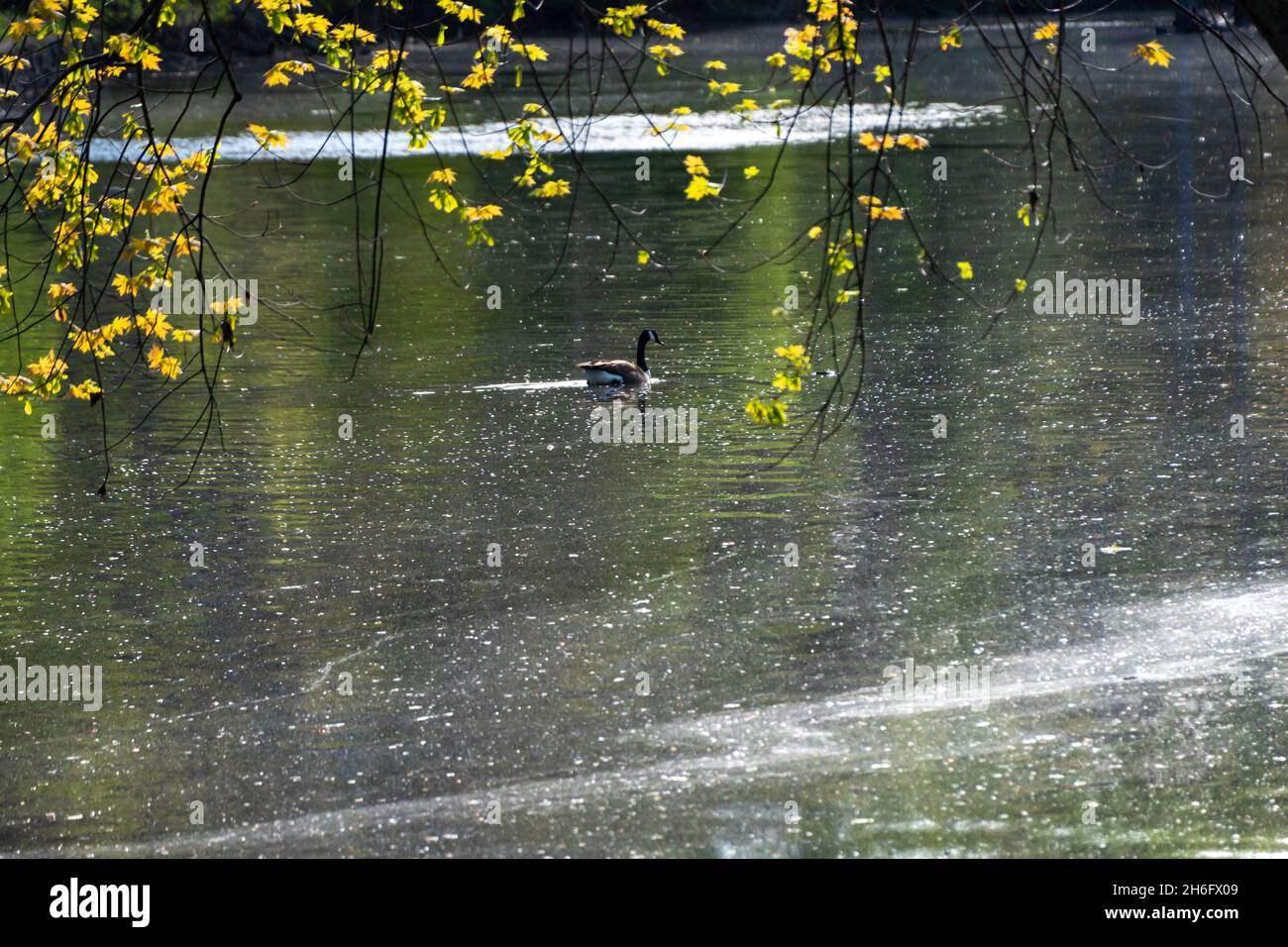 Spring pollen floating on the surface of a river Stock Photo - Alamy