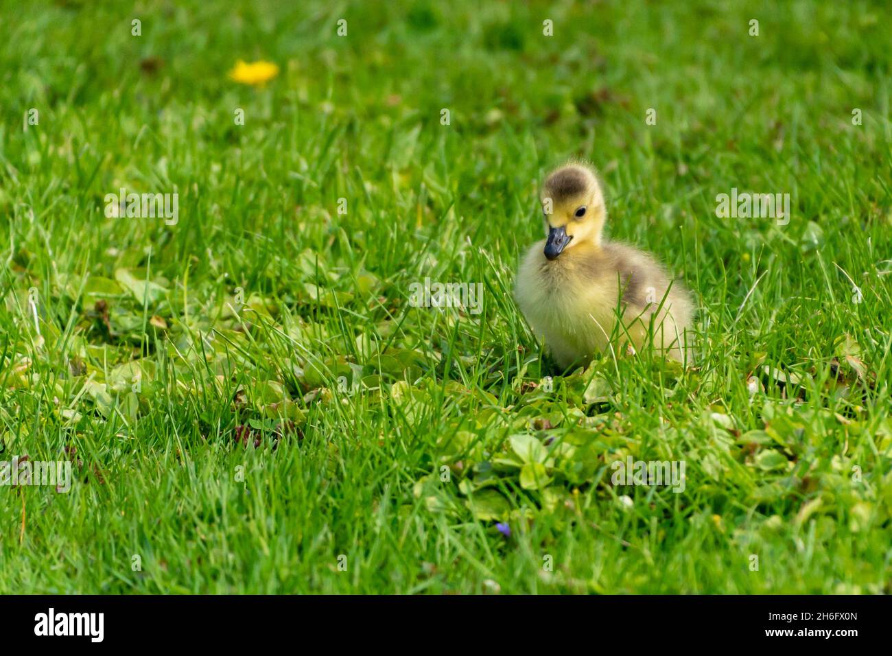 Young cute domestic goose chick in the grass Stock Photo - Alamy
