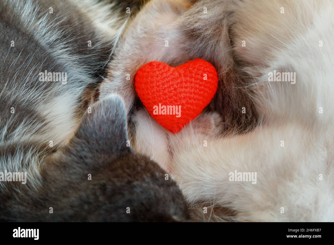 Cat paws holding red heart while sleep. Heart shaped toy On family of ...
