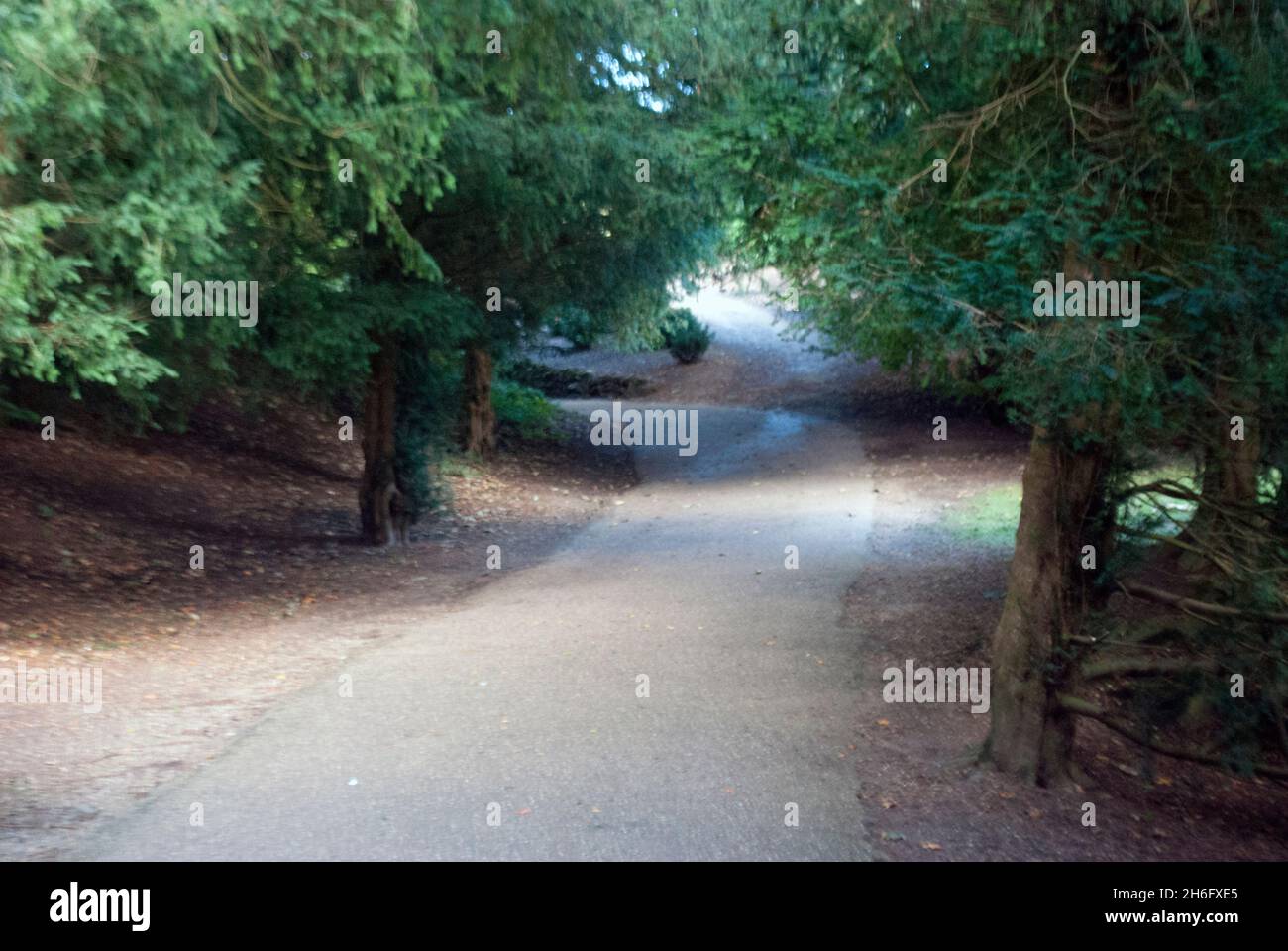 Tree lines path at Studley Royal Water Gardens, Studley Royal Park ...