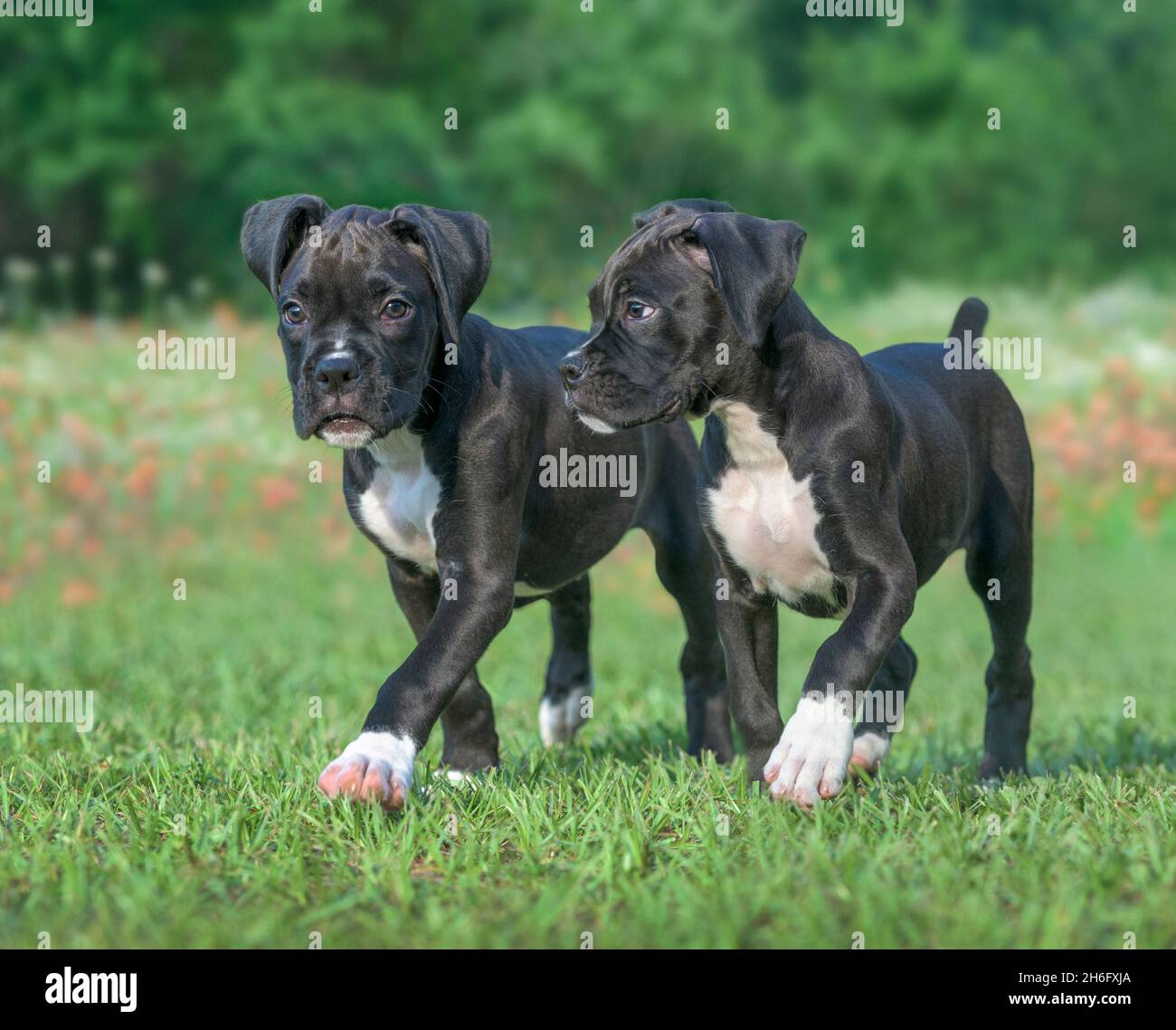 Newborn Boxer Puppies Black