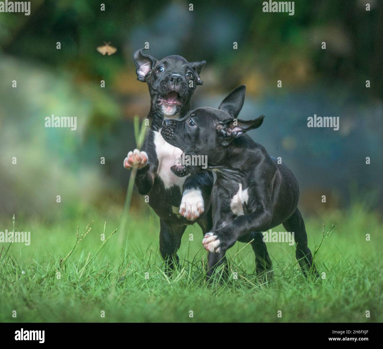 Tow nine week old black Boxer puppies romp and play on grass lawn Stock ...