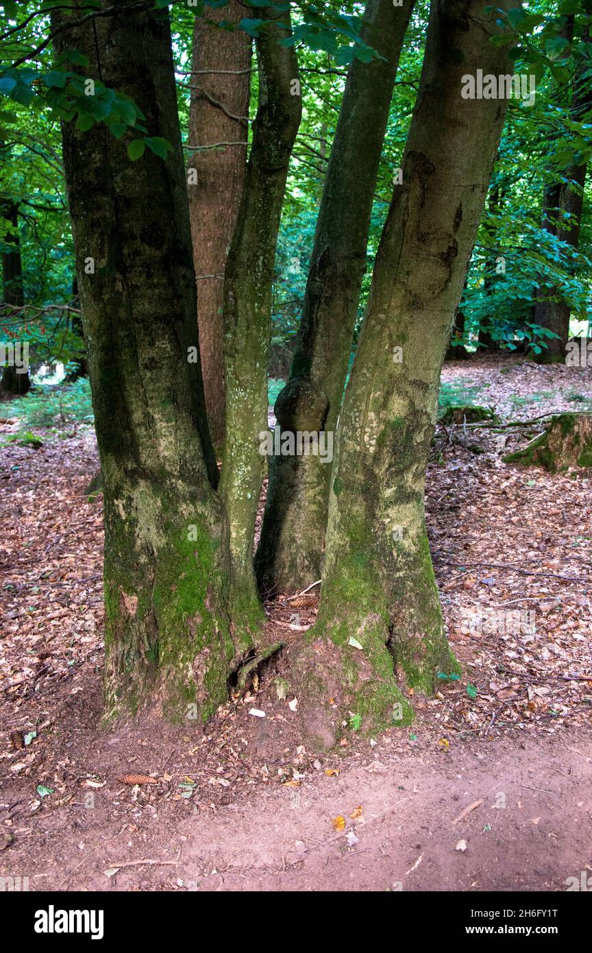Waldspaziergang Bäume, Wurzeln, Blätter , Moos, Pilze und vieles mehr ...