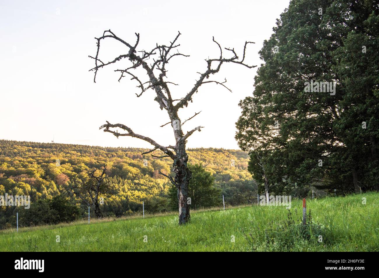 Waldspaziergang Bäume, Wurzeln, Blätter , Moos, Pilze und vieles mehr ...