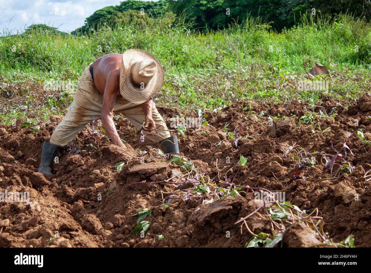 Old hands planting potatoes hi-res stock photography and images - Alamy