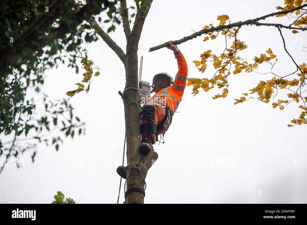 Wendover, UK. 13th November, 2021. HS2 were felling trees again today ...