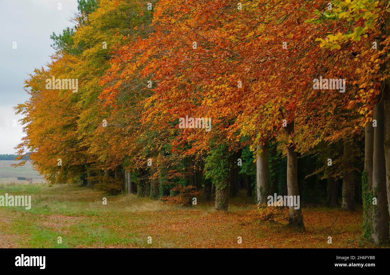 ooking down a line of beautiful autumnal golden, russet, yellow and ...