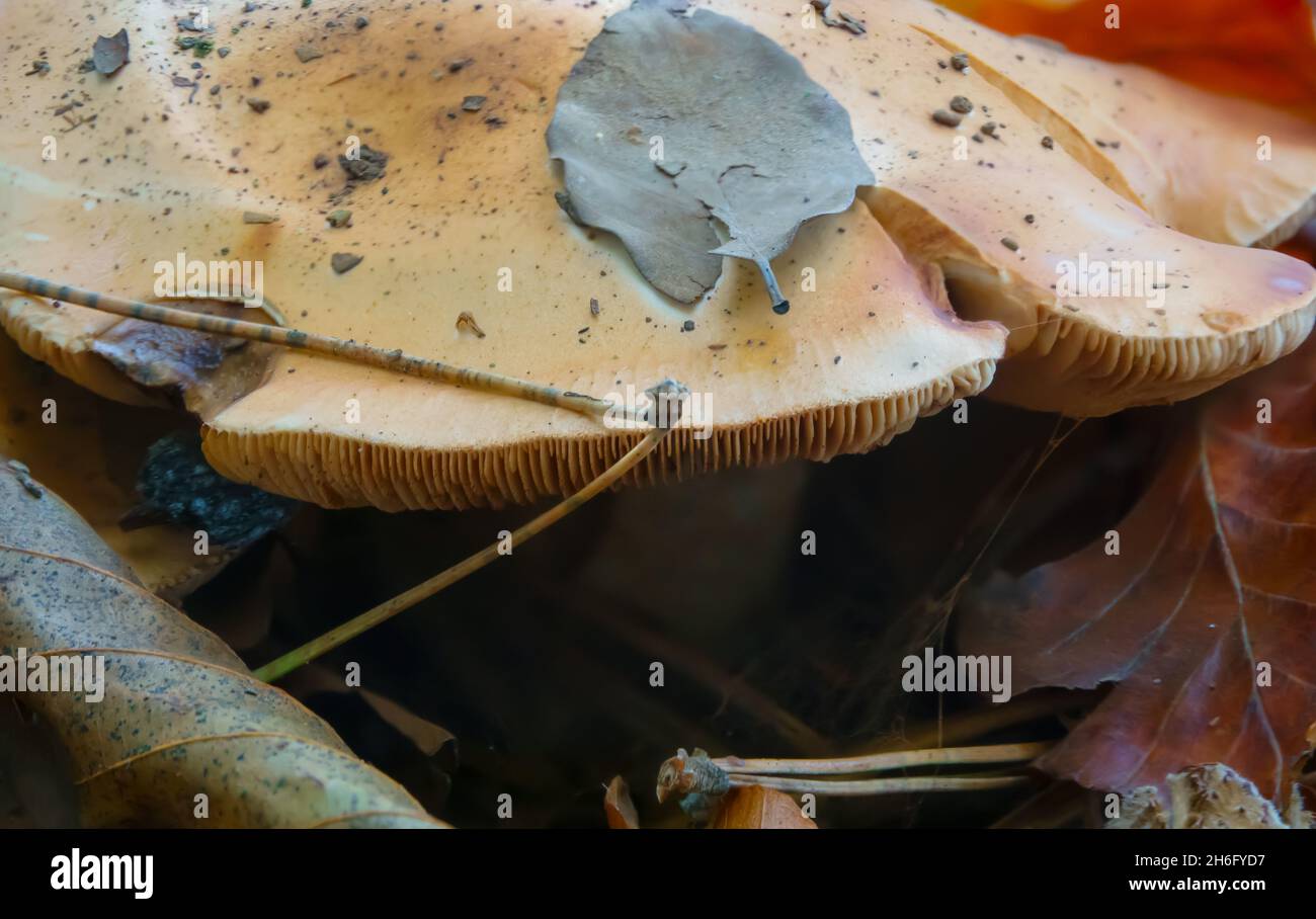 close up of a funeral bell mushroom (Galerina marginata) with a grey ...