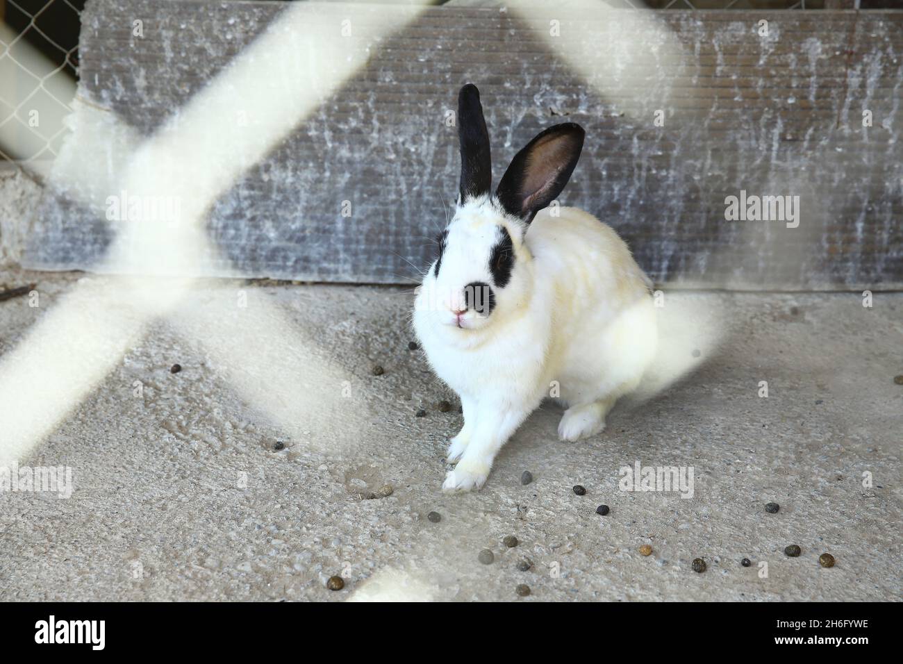 Beautifull white Rabbit soft focus . Little white rabbit is sitting ...