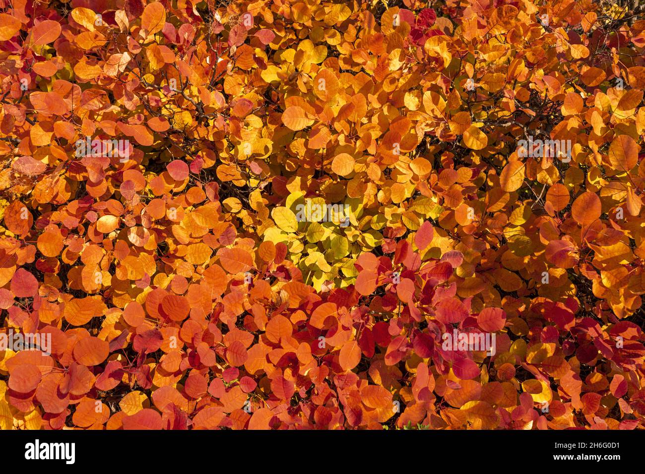 Top view of colorful bushes in autumn Stock Photo - Alamy