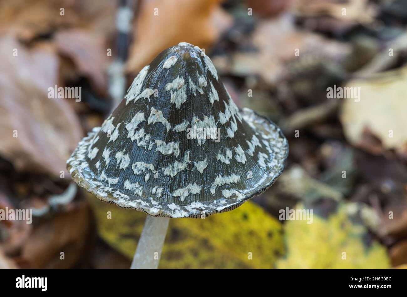 Coprinaceae psathyrellaceae hi-res stock photography and images - Alamy