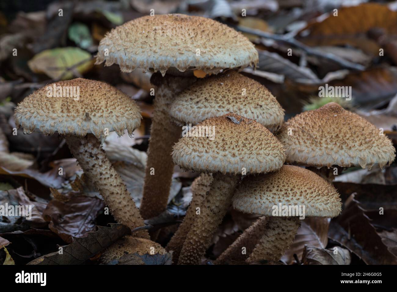 Fungus - Shaggy Scalpycap (Pholiota squarrosa Stock Photo - Alamy