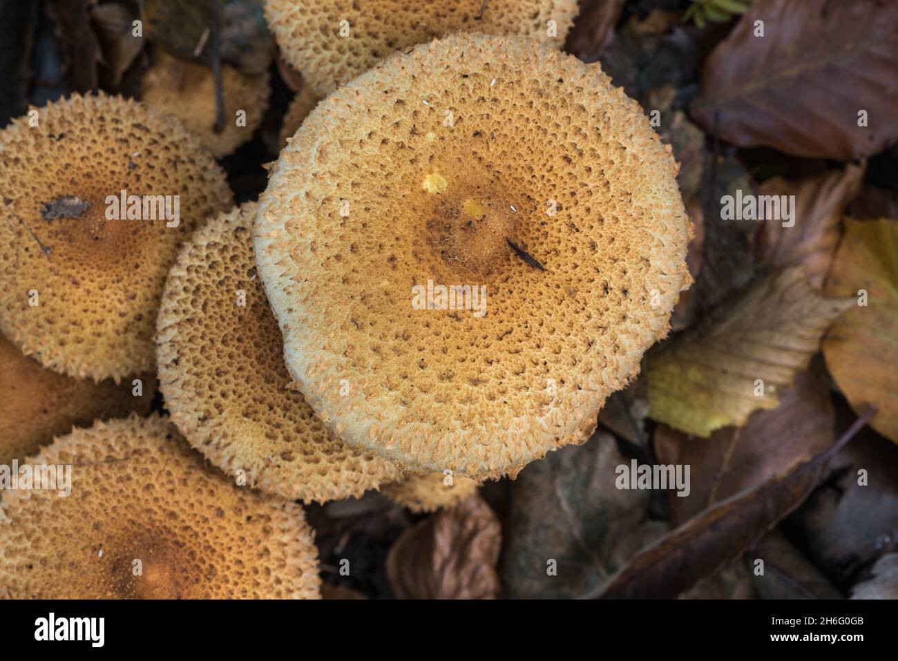 Fungus - Shaggy Scalpycap (Pholiota squarrosa Stock Photo - Alamy