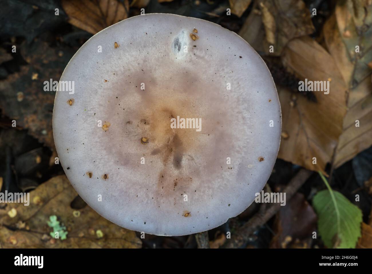 Fungus - Wood Blewit (Lepista nuda Stock Photo - Alamy