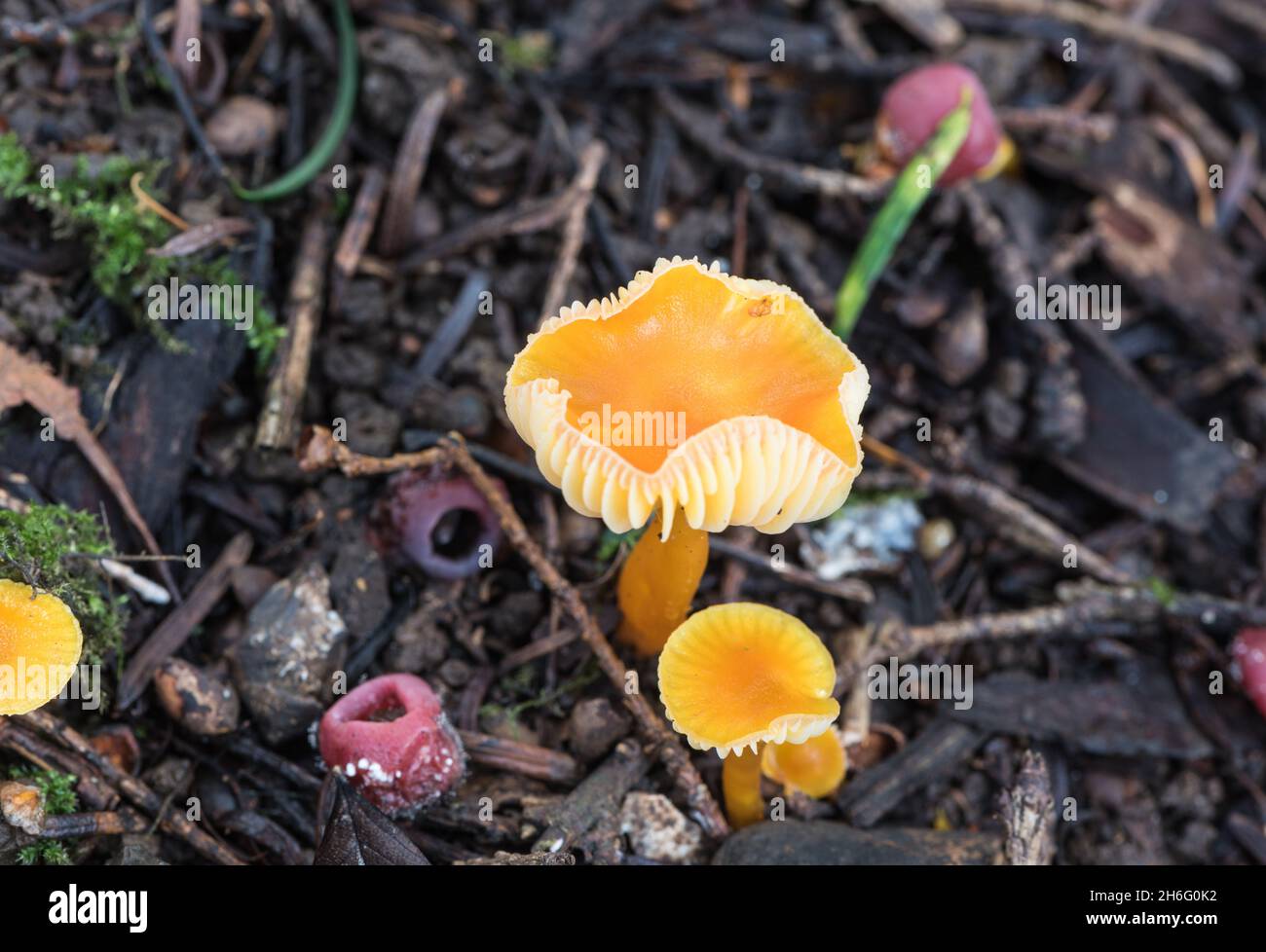 Fungus identified by Mycokey AI as a Butter Waxcap (Hygrocybe ceracea ...