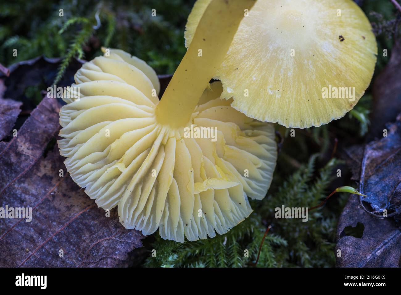 Fungus identified by Mycokey AI as a Butter Waxcap (Hygrocybe ceracea ...