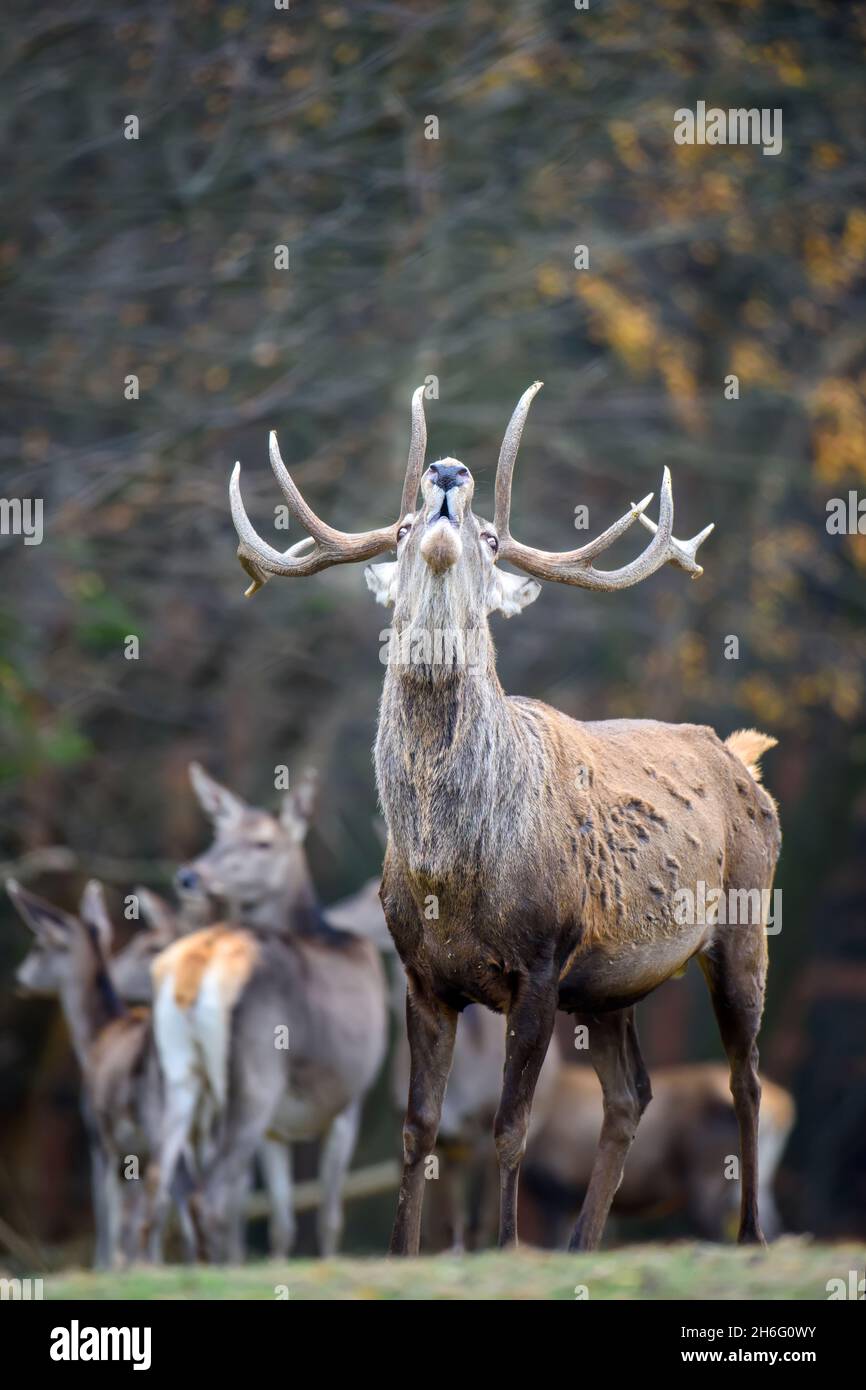 Majestic red deer roaring in autumn forest. Animal in nature habitat ...