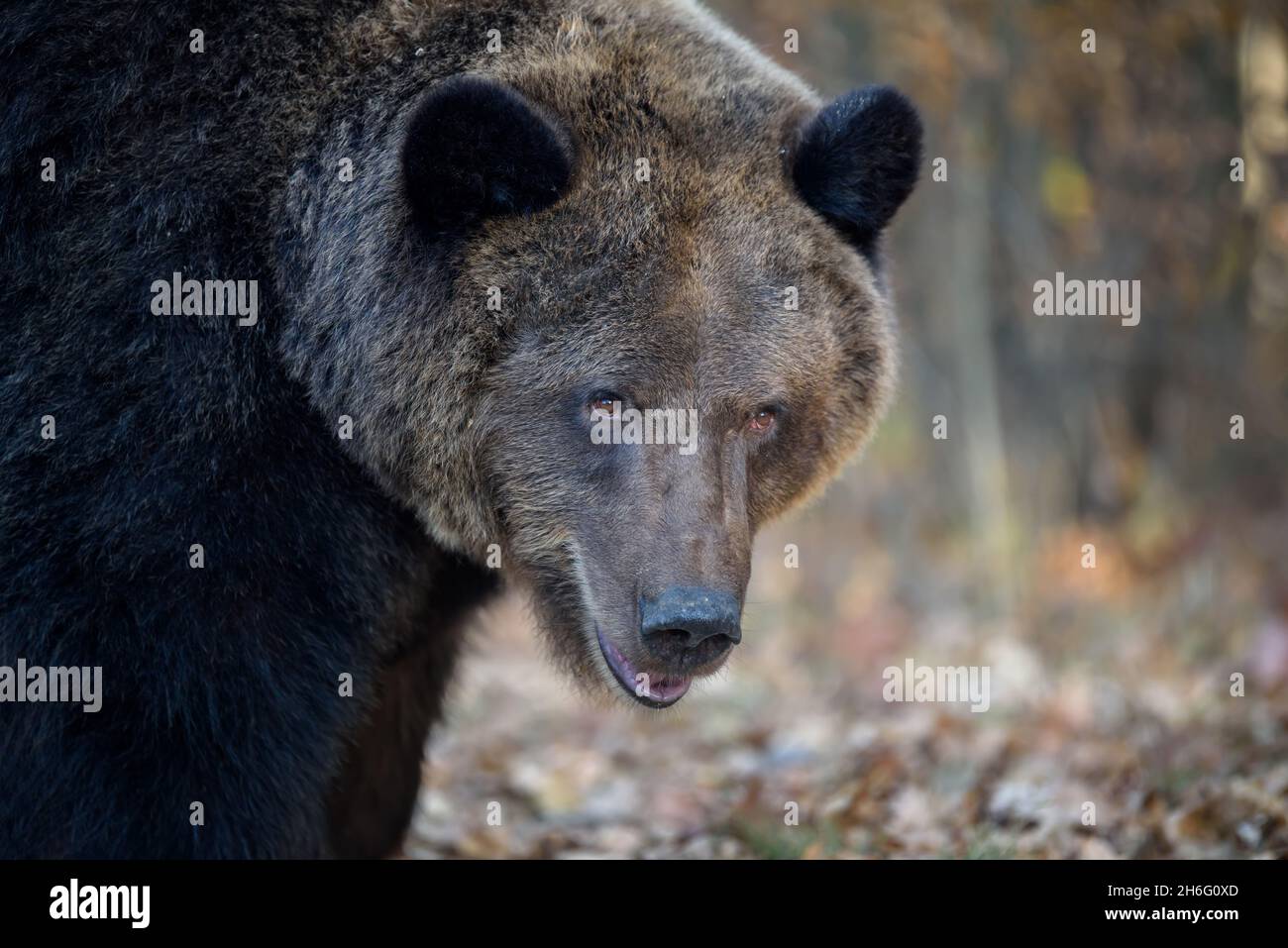 Close portrait brown bear, Ursus arctos. Dangerous animal in natural ...