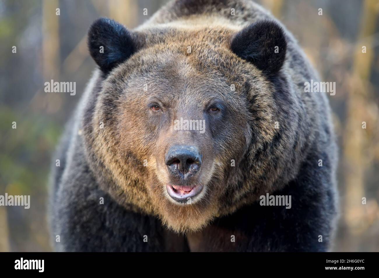 Close portrait brown bear, Ursus arctos. Dangerous animal in natural ...