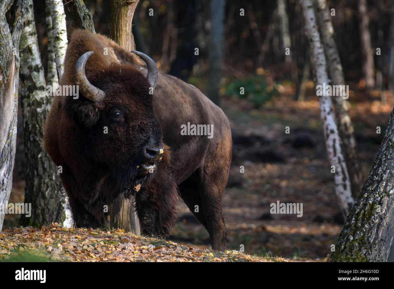 Wild adult Bison in the autumn forest. Wildlife scene from spring ...