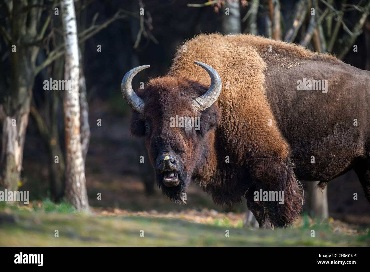 Wild adult Bison in the autumn forest. Wildlife scene from spring ...