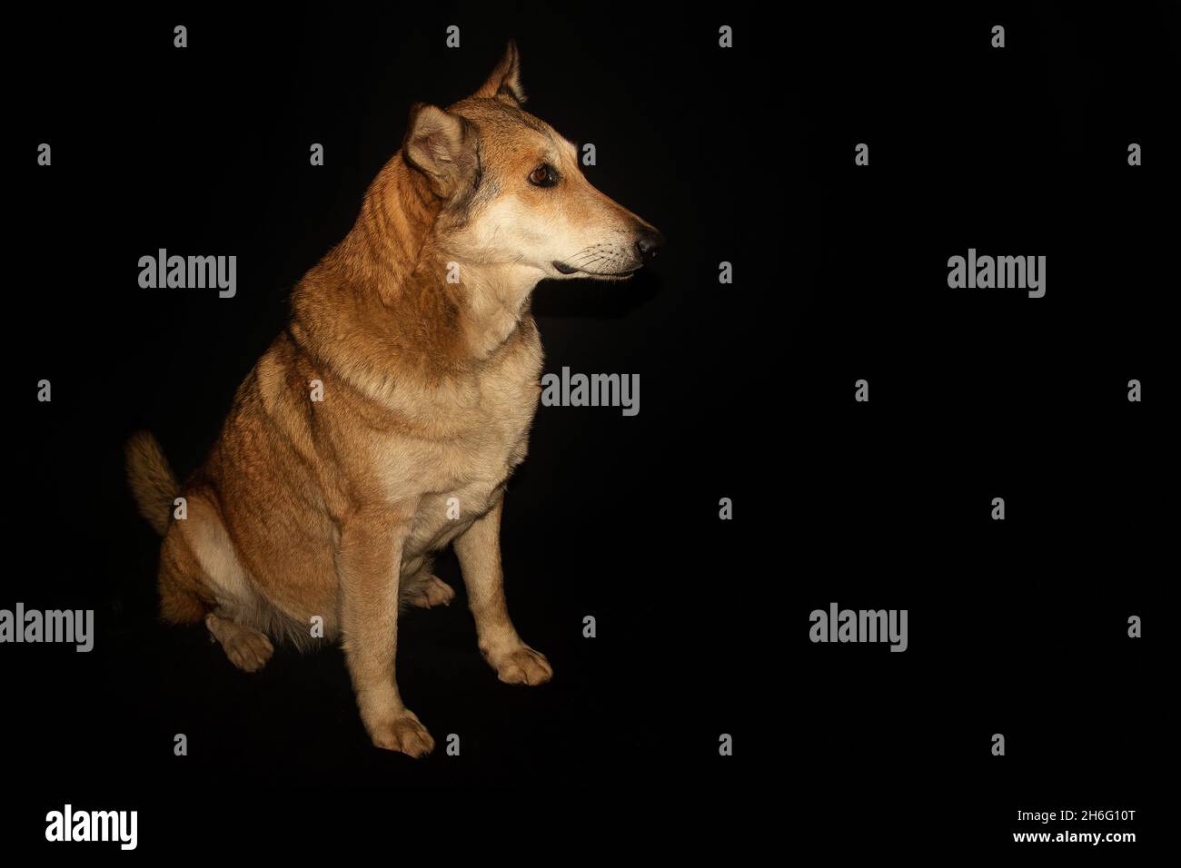 Cute ginger dog isolated on a black background Stock Photo - Alamy