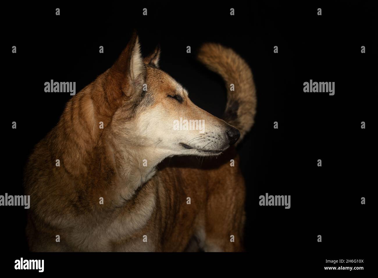 Cute ginger dog isolated on a black background Stock Photo - Alamy