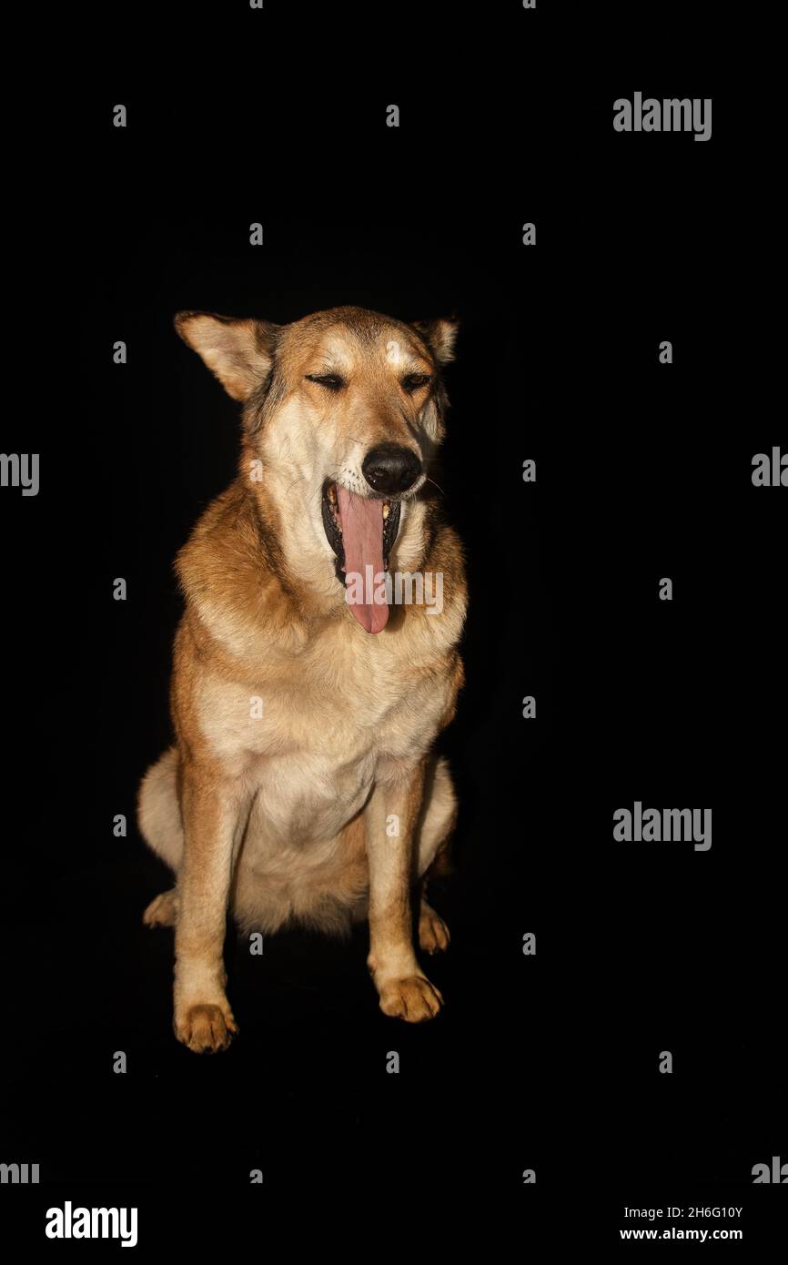 Vertical shot of a cute ginger dog isolated on a black background Stock ...