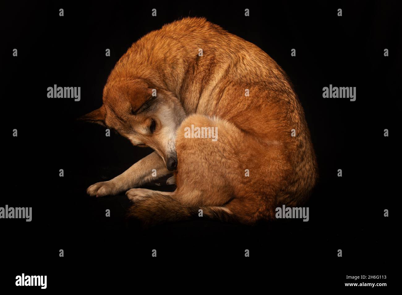 Cute ginger dog isolated on a black background Stock Photo - Alamy